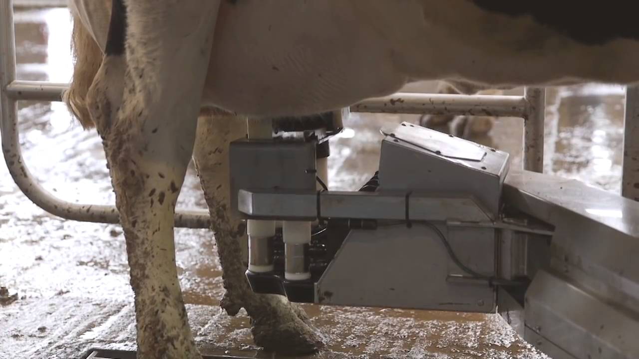 Fullwood+M2erlin+ +robotic+milking+machine+in+action - YouTube
