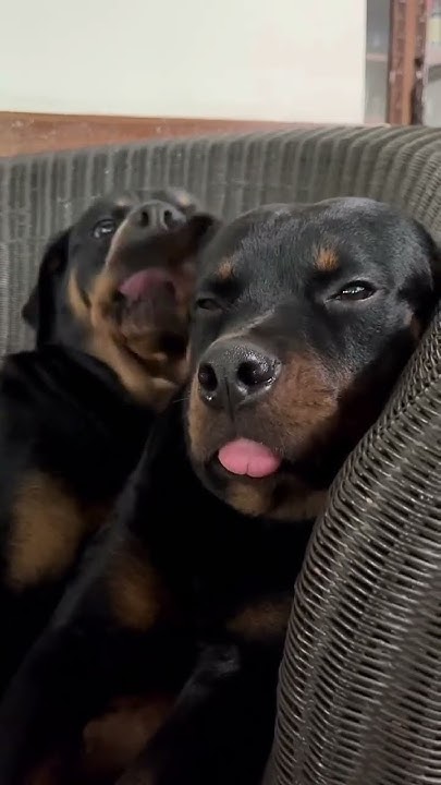 So adorable my Rotti - YouTube