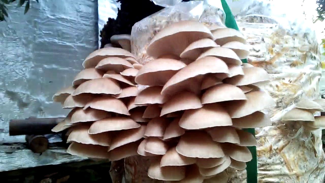 Cogumelo pleurotus ostreatus frutificando - YouTube