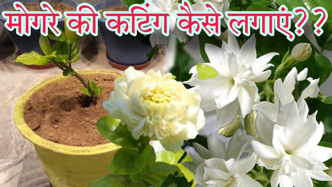 मोगरे की कटिंग कैसे लगाएं??? How to grow mogra plant from cutting ...