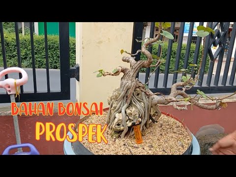 BAHAN BONSAI PROSPEKAN - YouTube