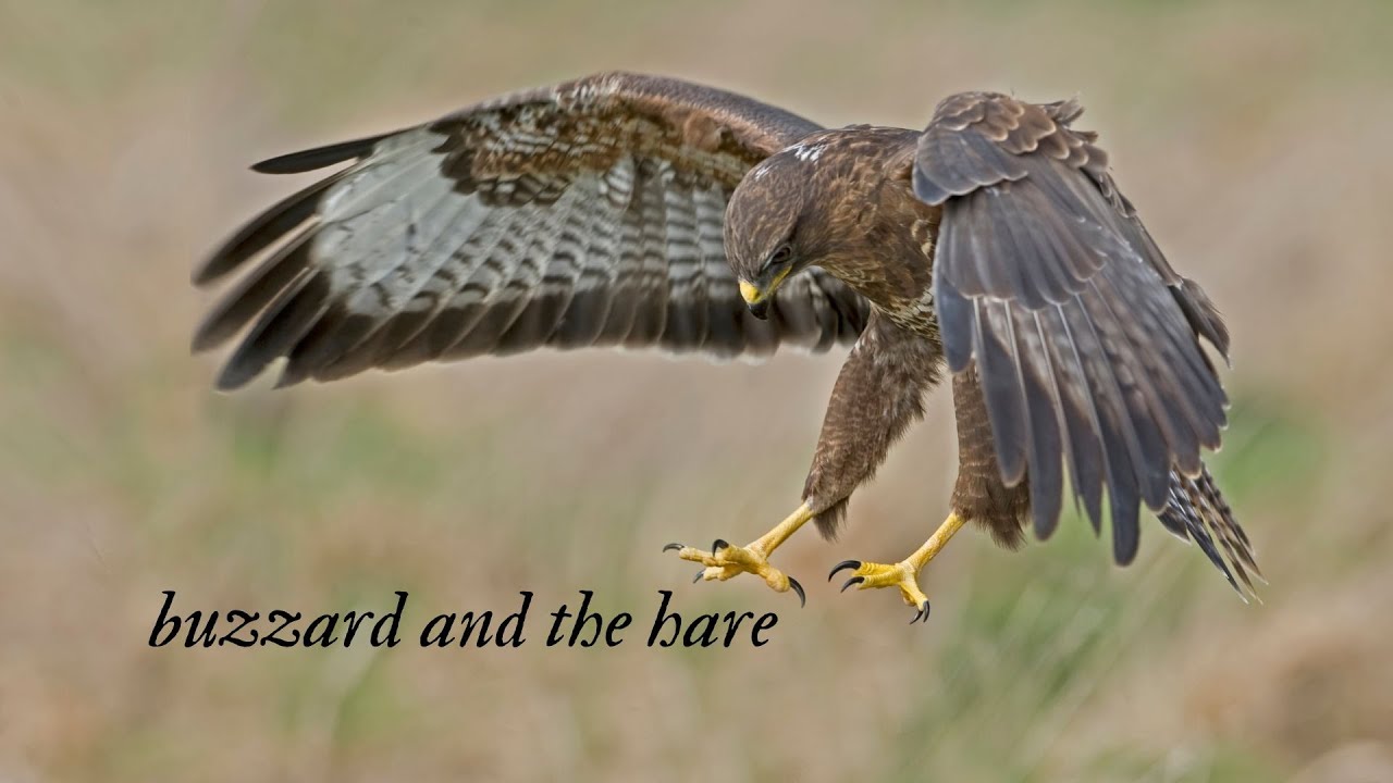 The buzzard and the hare - YouTube