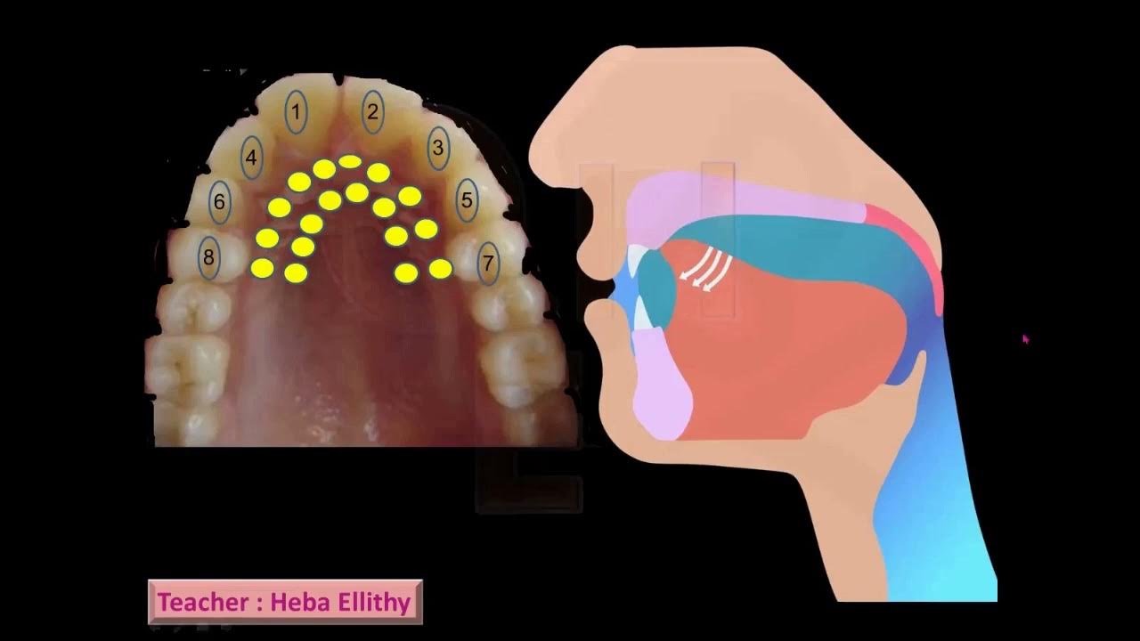 14 The Articulation point of letter Laam لام makharij - YouTube