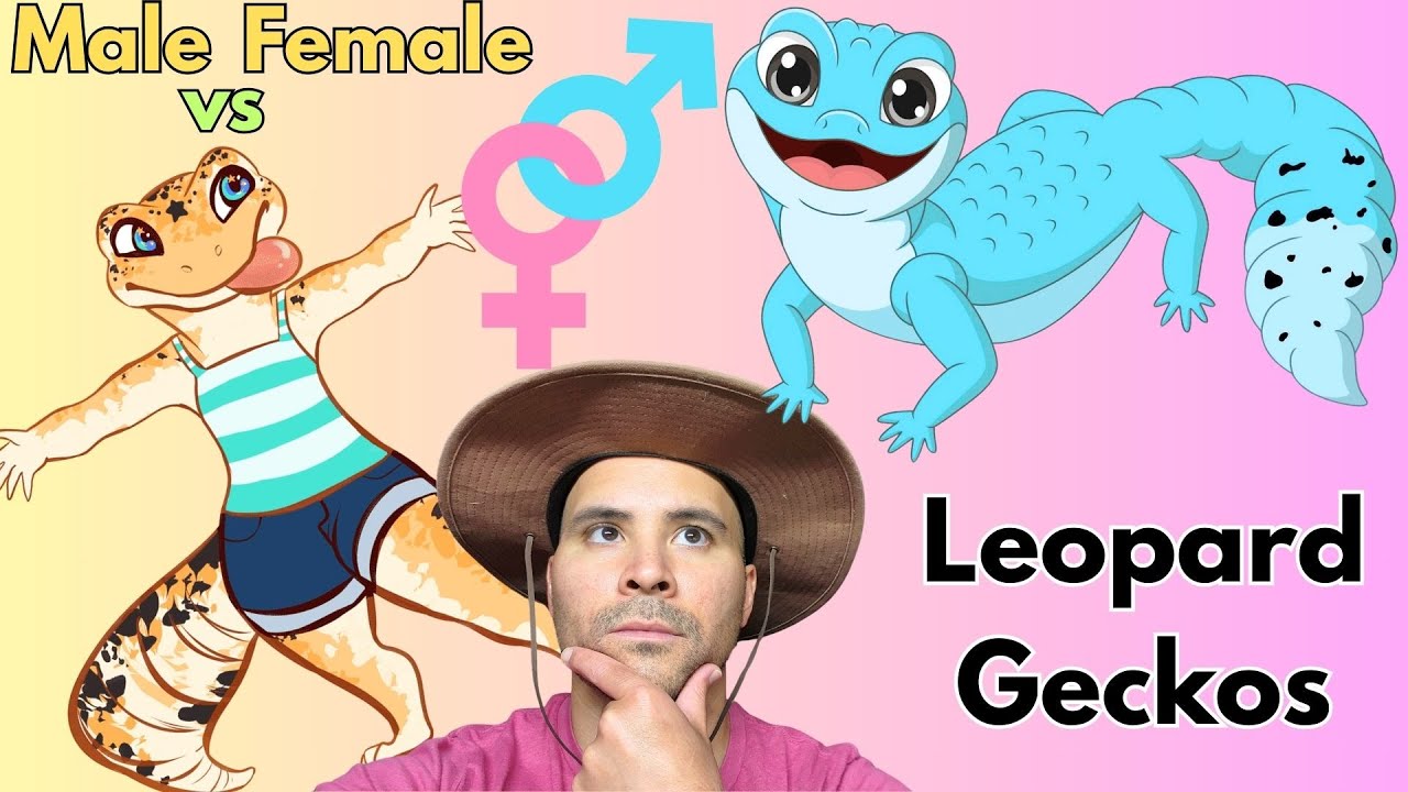 How to tell MALE vs FEMALE leopard GECKOS ♂️♀️ - YouTube
