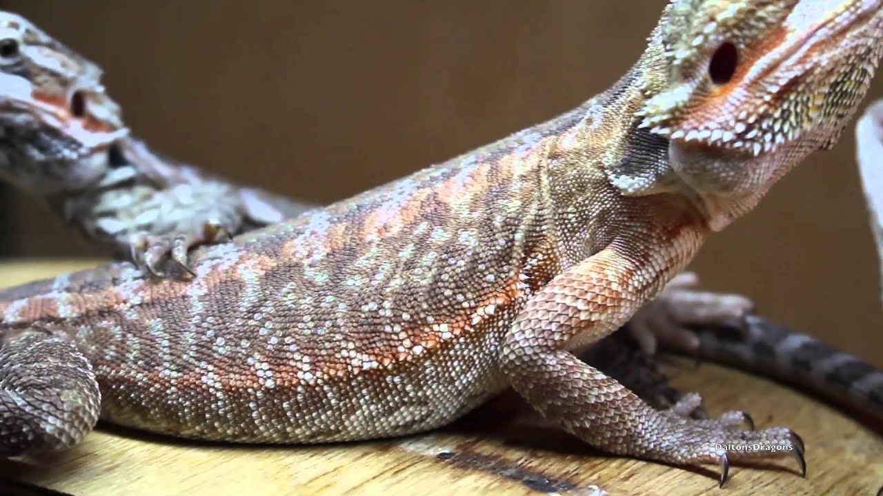 Bearded Dragon Rack? - YouTube