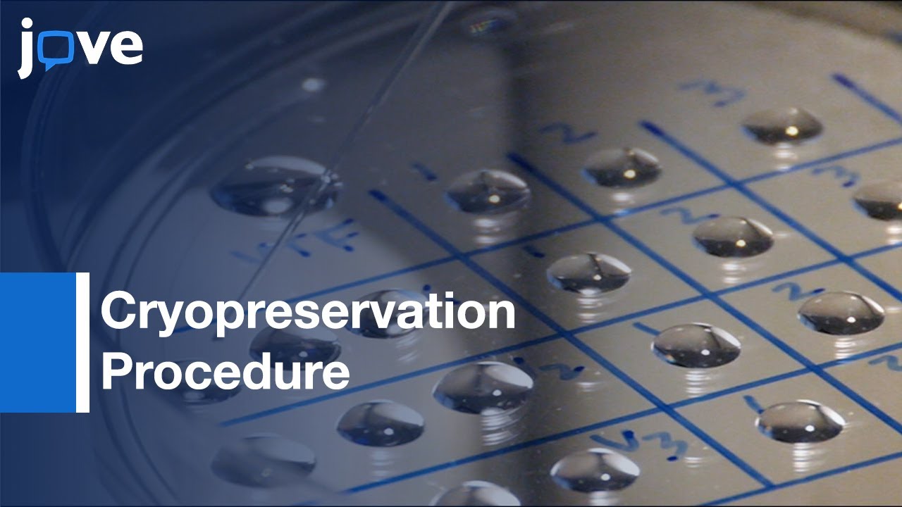 Effective Cryopreservation Procedure for Blastocysts | Protocol Preview - YouTube