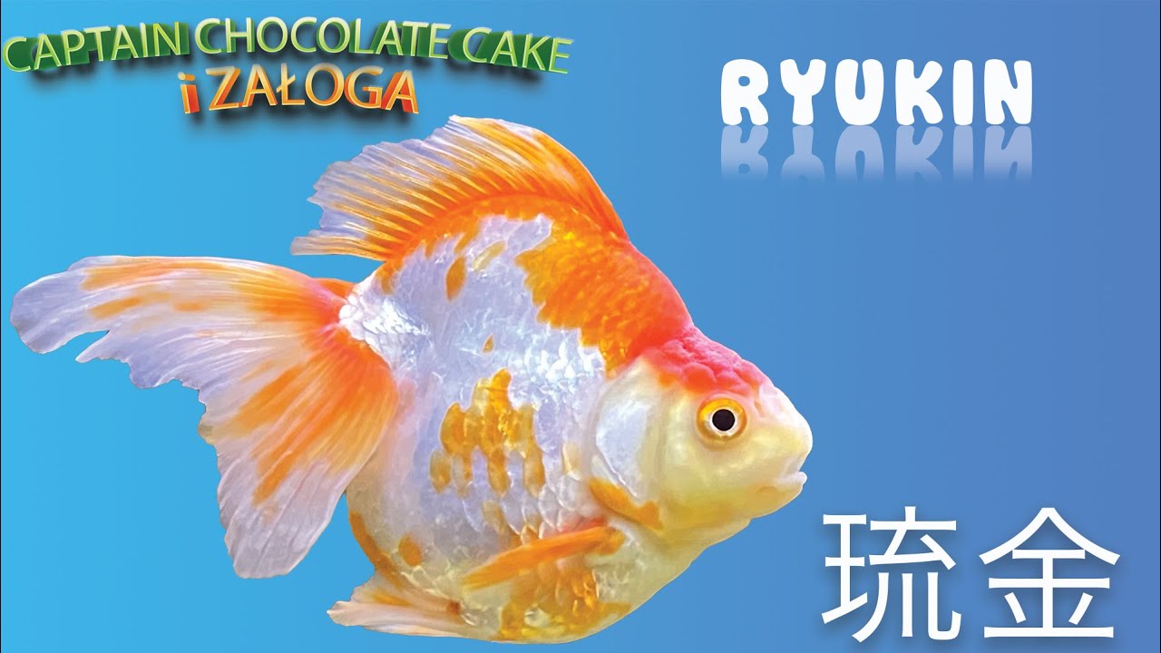 Welonka RYUKIN- historia, opieka, pielęgnacja, idealne akwarium ...