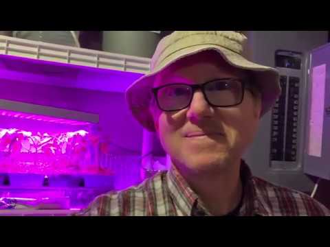 Randy Plants Shasta Daisies - YouTube