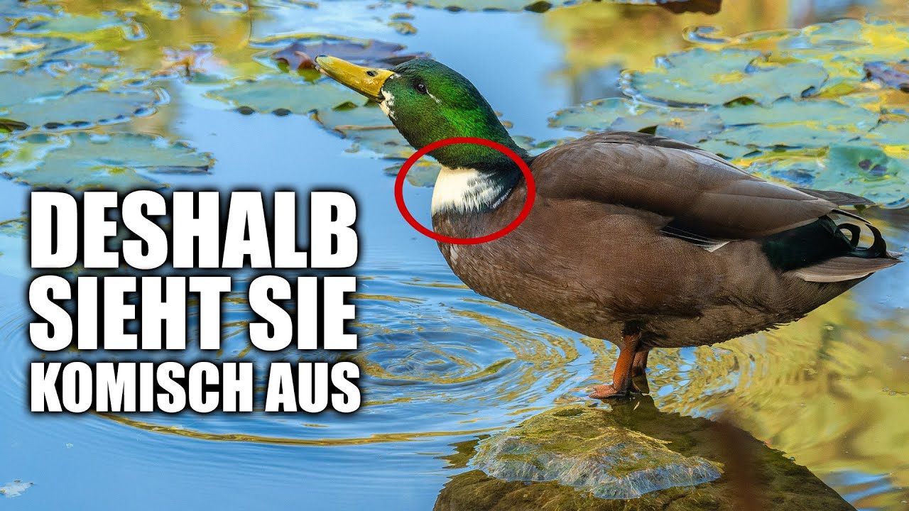 Ente mit weißem Brustlatz - Das ist die Erklärung - YouTube