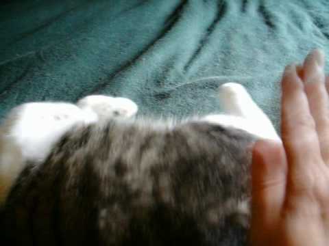 Pickles, my goofy cat - YouTube