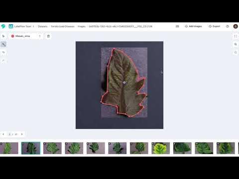 Tomato Leaf Disease Labeling in Action - Tips - LabelFlow - YouTube