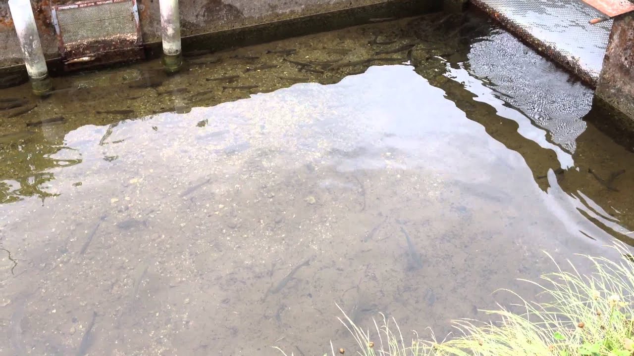 Fish Farm in Tsumago Japan - YouTube