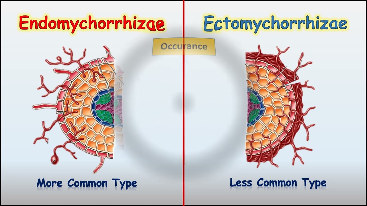 Ectomycorrhizal Diagram The Influence Of Tree Genus, Phylogeny, And