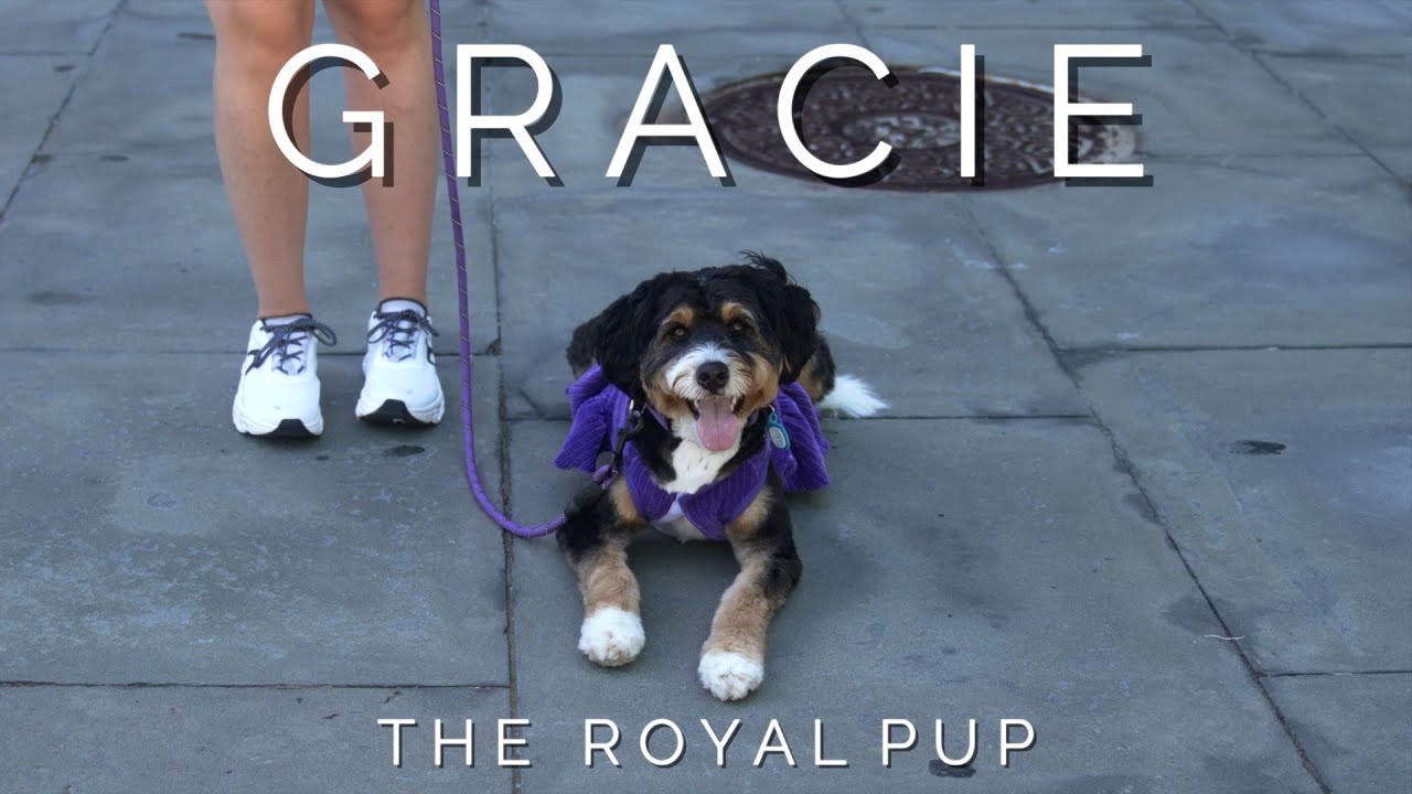 A Message From Gracie, The Royal Pup - YouTube