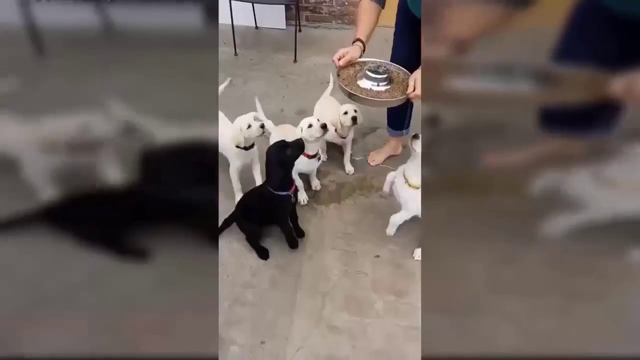 Doggy Hoopla Funny Dogs Playing Funny Games #One - YouTube