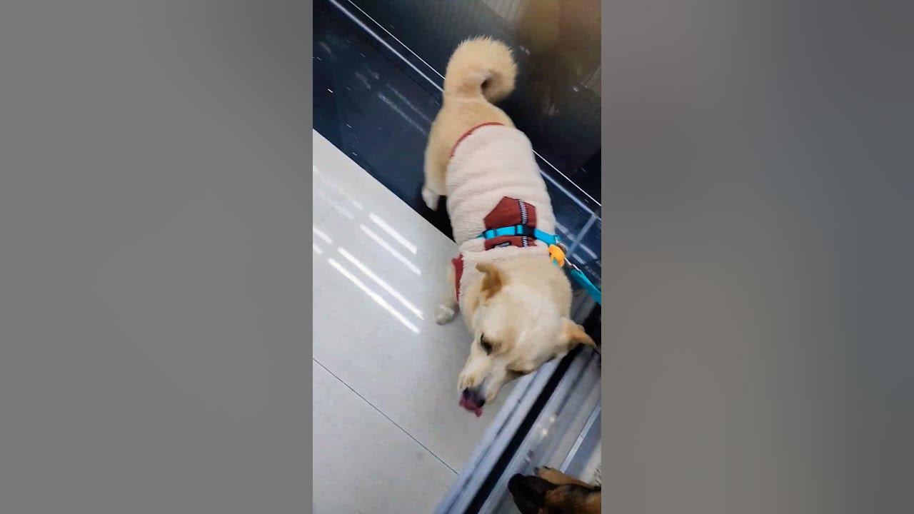영하의 날씨에 실외배변 강아지🐾 볼일 잘 봤어~👨🦱 넵 좋은 하루되세요~🐶 Youtube