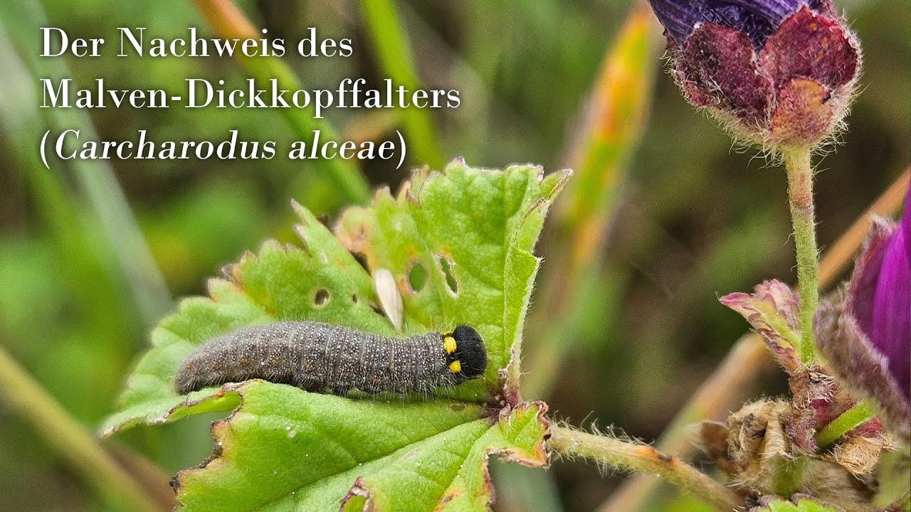 Der Nachweis des Malven-Dickkopffalters (Carcharodus alcaea) - YouTube