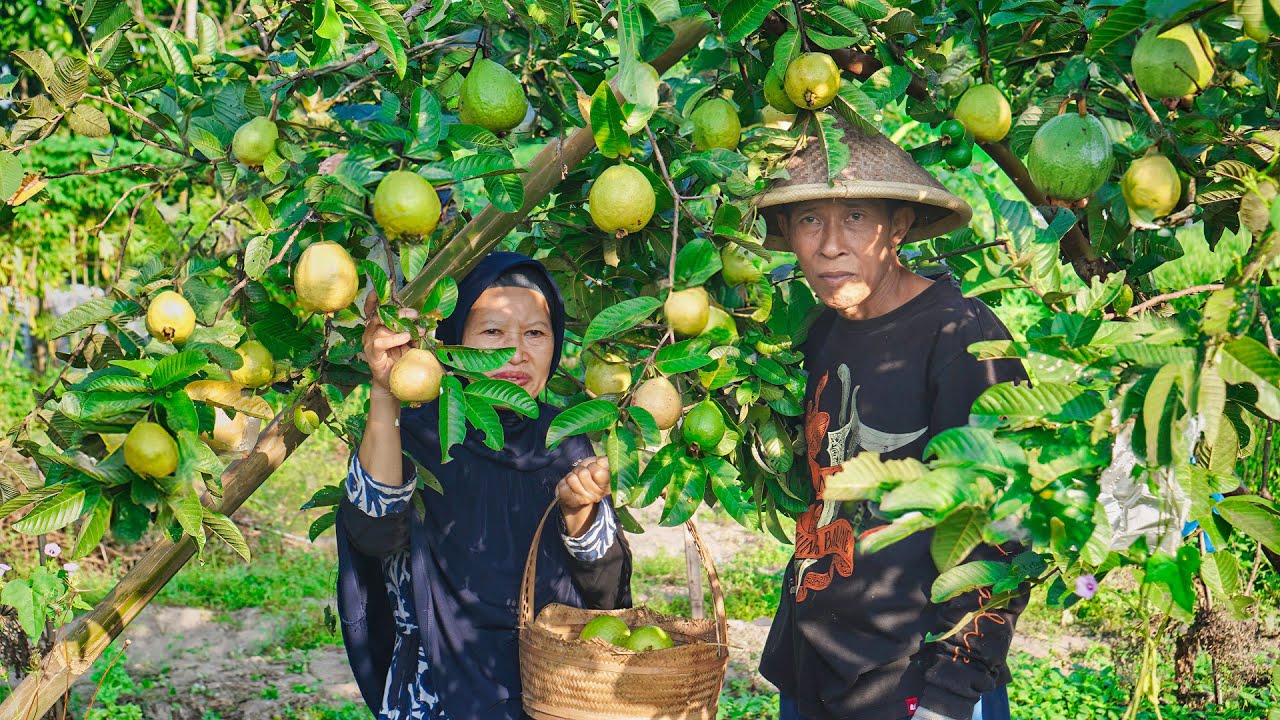 Memetik Jambu Biji Merah | Masak Rica Ayam Kemangi, Cah Brokoli ...