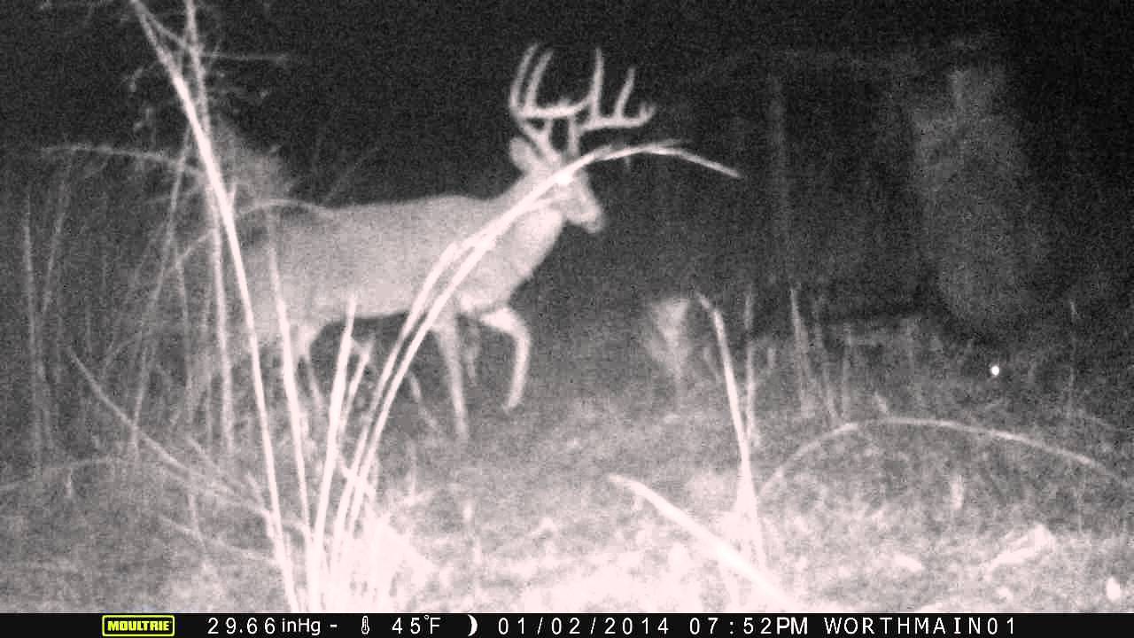 Nice Ten Point Whitetail Visits Feeder in South Georgia - YouTube