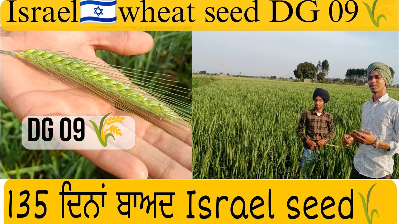 Israel wheat seed DG-09 | dekho sari jankari ||#dg09 #newseed #puadh # ...