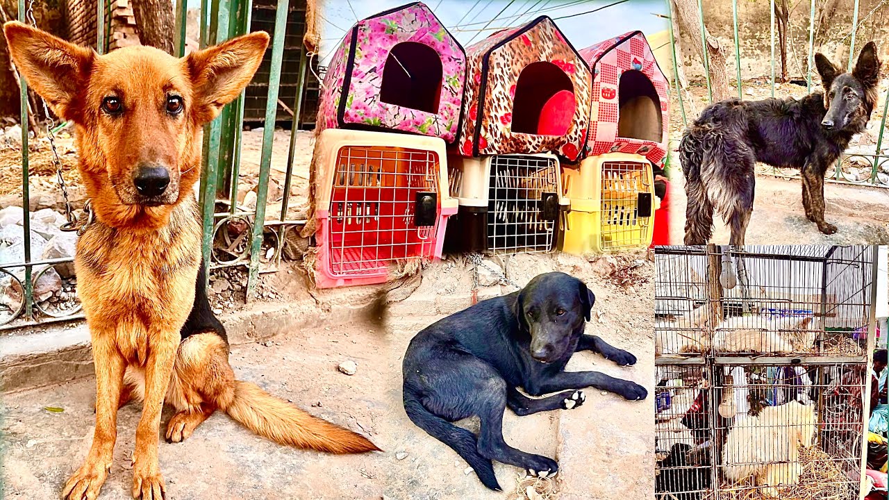 Multan Pet Market High Breed Dogs Cats 😇 Rukkan Pet House #pets #dog # ...