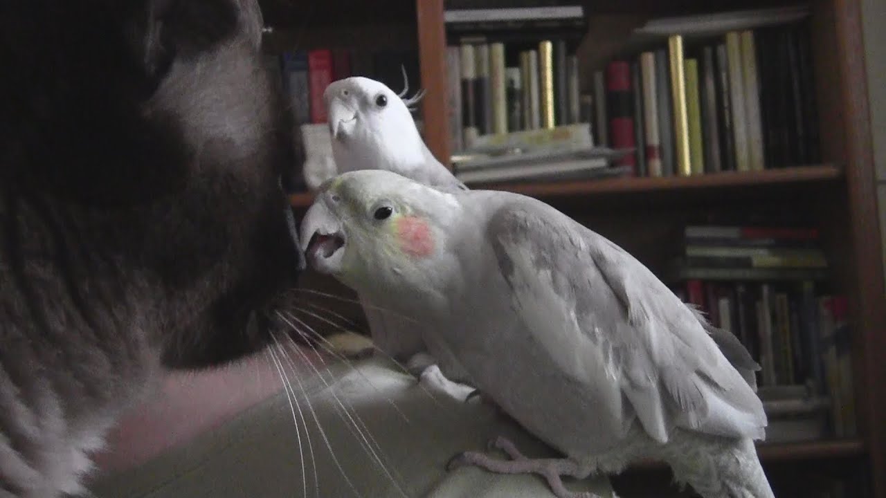 Cozy Cat and Cockatiels Cuddle - YouTube