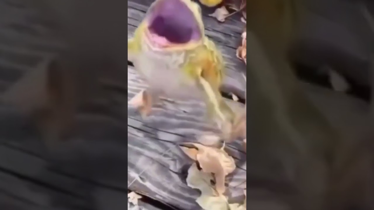 Meme de la rana riéndose saturadamente - YouTube