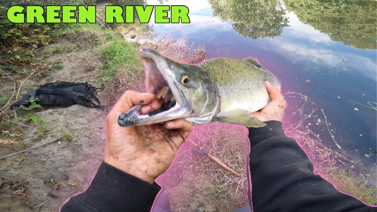 PINK SALMON FISHING GREEN RIVER WASHINGTON STATE - YouTube