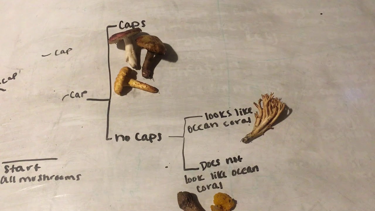 Building a Fungi Dichotomous Key - YouTube