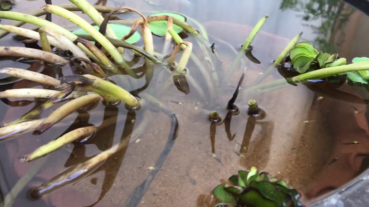 So many new baby mollies - YouTube