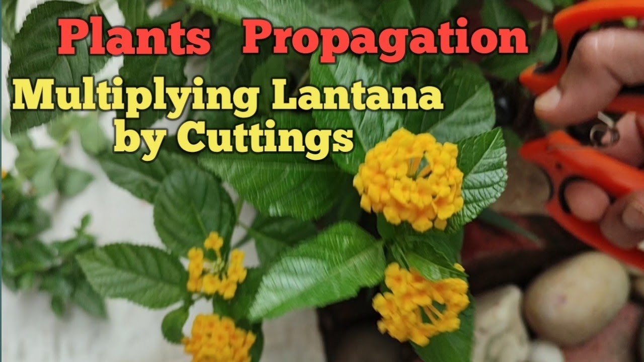 Propagating Lantana Perennial Flowering plant,Applicable to All Semi ...