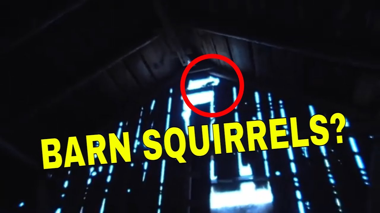 BARN SQUIRRELS? - YouTube