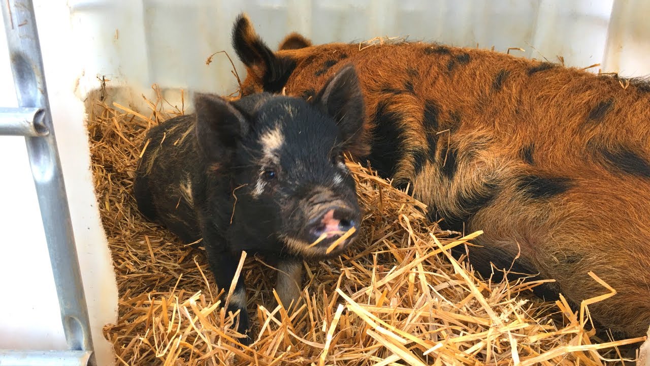 Snow in NOVEMBER! Getting the Kune Kune pigs and Goats ready for cold ...