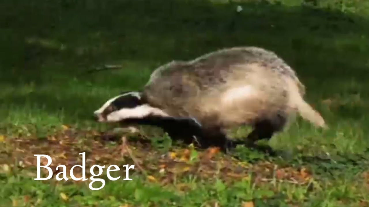 Badger | Badgers | Badger Video | Badger Vides | Badger Sounds ...