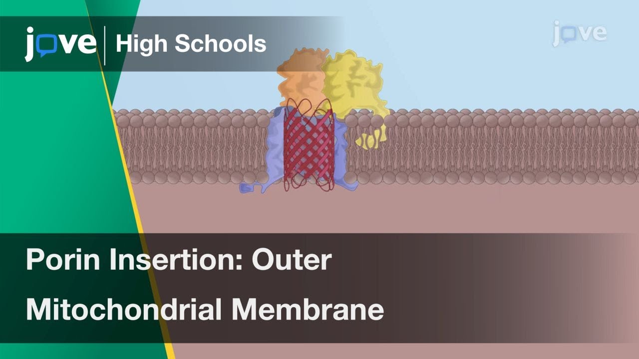Porin Insertion in the Outer Mitochondrial Membrane | Cell Bio | Video ...