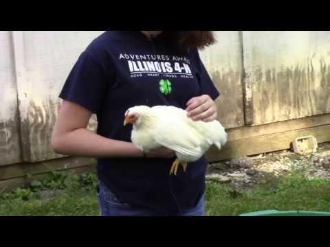 Prepare for Fair - Chickens - YouTube