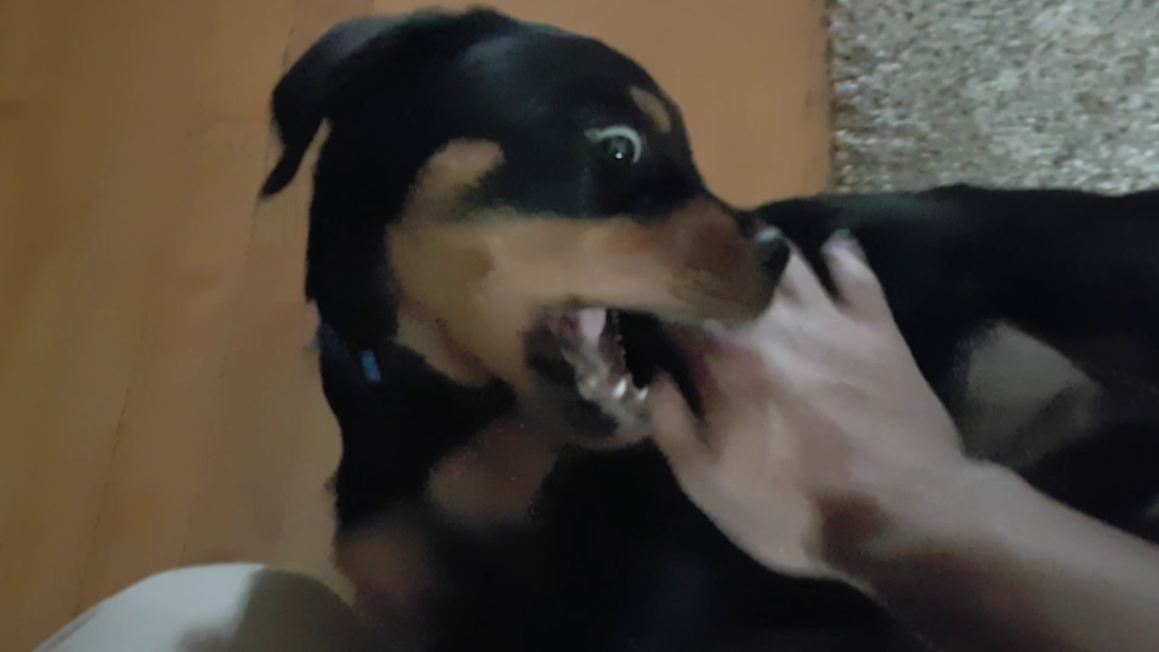 11 Week Rottweiler Puppy, TRAINING - YouTube