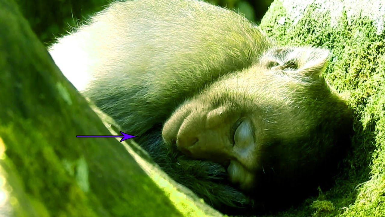 Super Pity Little Monkey Maci Feel The World Is Lonely,But Still others ...