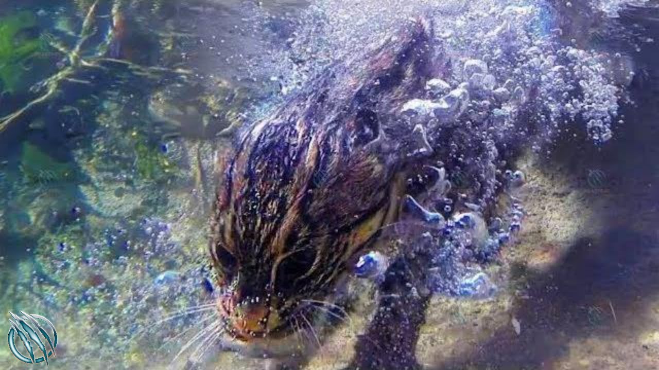 FISHING CAT ─ The Cunning Feline that Hunts Underwater - YouTube