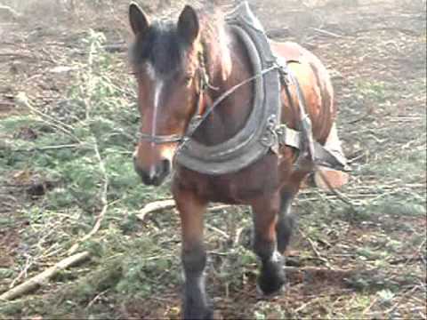 Jednou v lese: hele kůň, co to nese? - YouTube