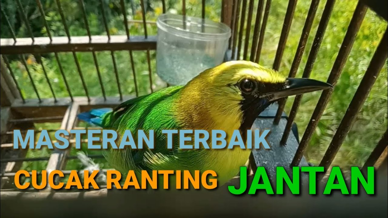 suara asli burung cucak ranting jantan saat memikat - YouTube