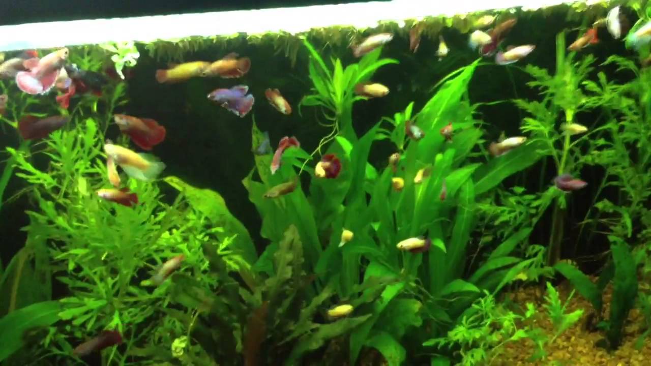 55 gallon planted betta cull tank - YouTube