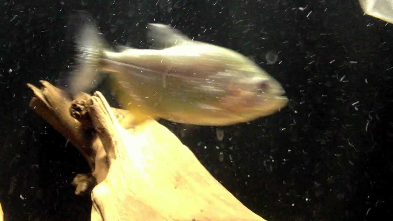 Ruby Red Spilo (Eating Krill) - YouTube