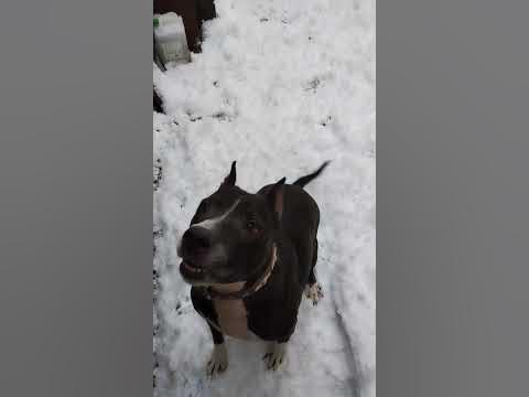 Питбуль выполняет команду... #pitbull #питбультерьер # ...