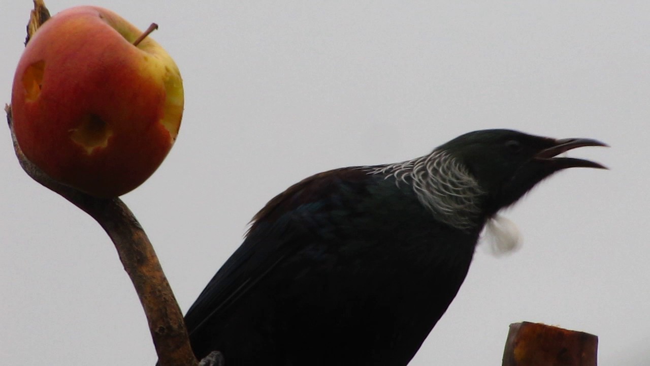 New Zealand Tui feeding on fruit in a backyard - YouTube