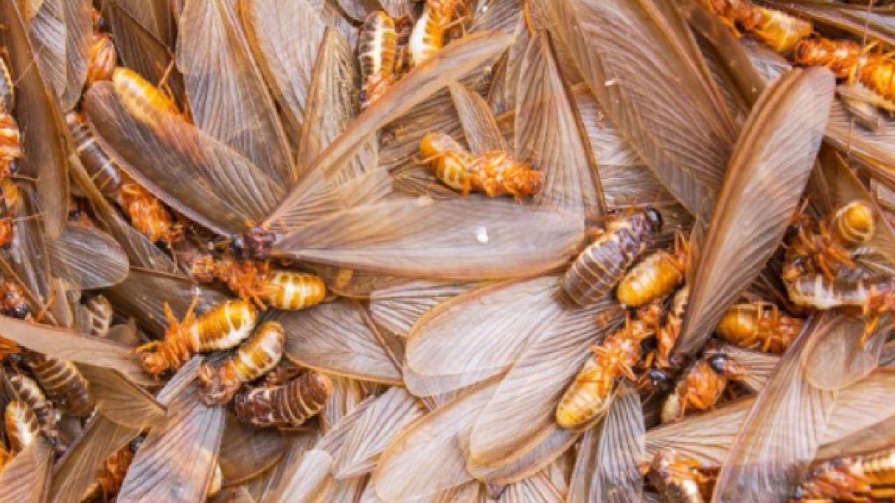 VLOGMAS Day 8: Termites for dinner, kids doing their chores first, free ...