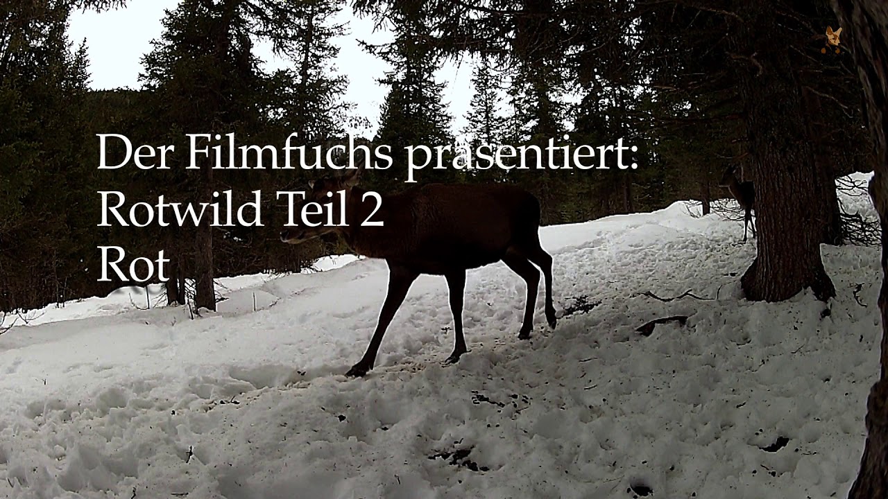 Rotwild Teil 2 Trailer - YouTube