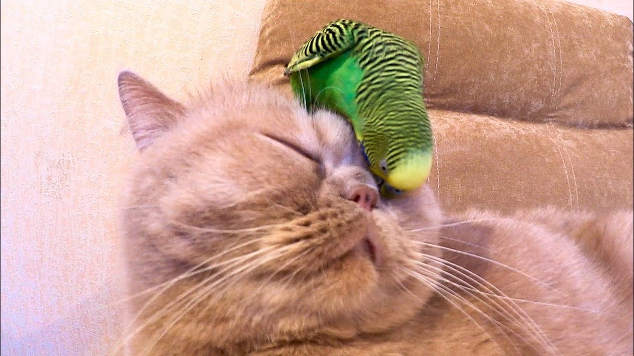 The kindest cat is friends with the budgie 😊 - YouTube