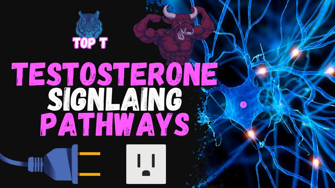How Testosterone Works: The Genomic and Non-Genomic Signaling Pathways ...