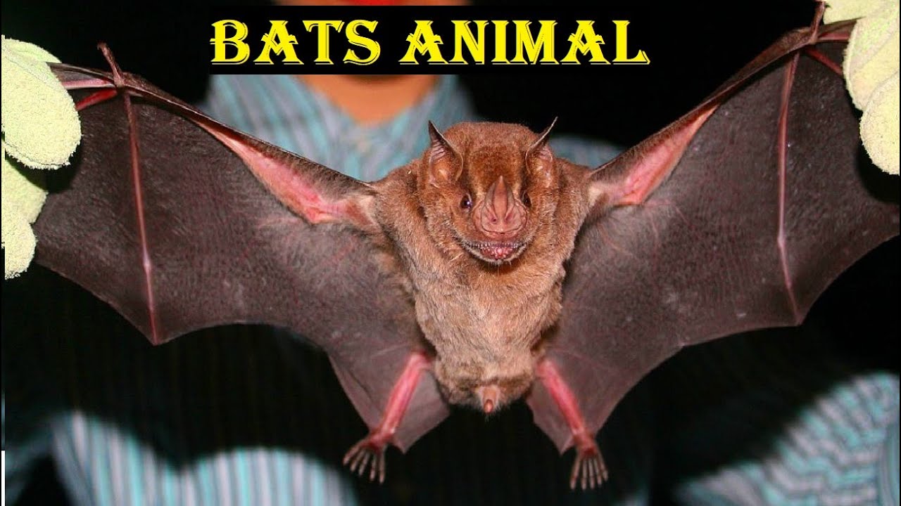 Bats | animal histrology - YouTube